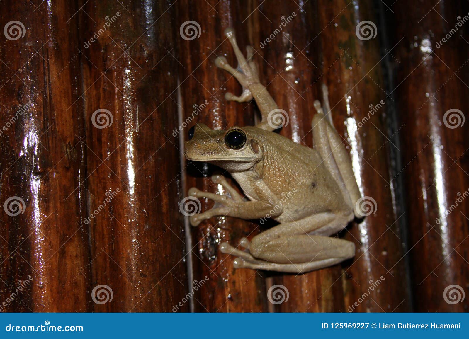 Rana Que Se Pega a La Pared De Madera Imagen de archivo - Imagen de ...