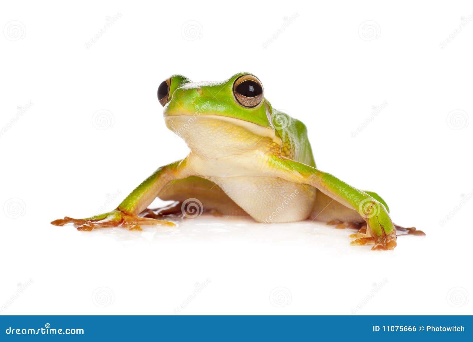 Rana que se sienta foto de archivo. Imagen de cubo, sapo - 11075666