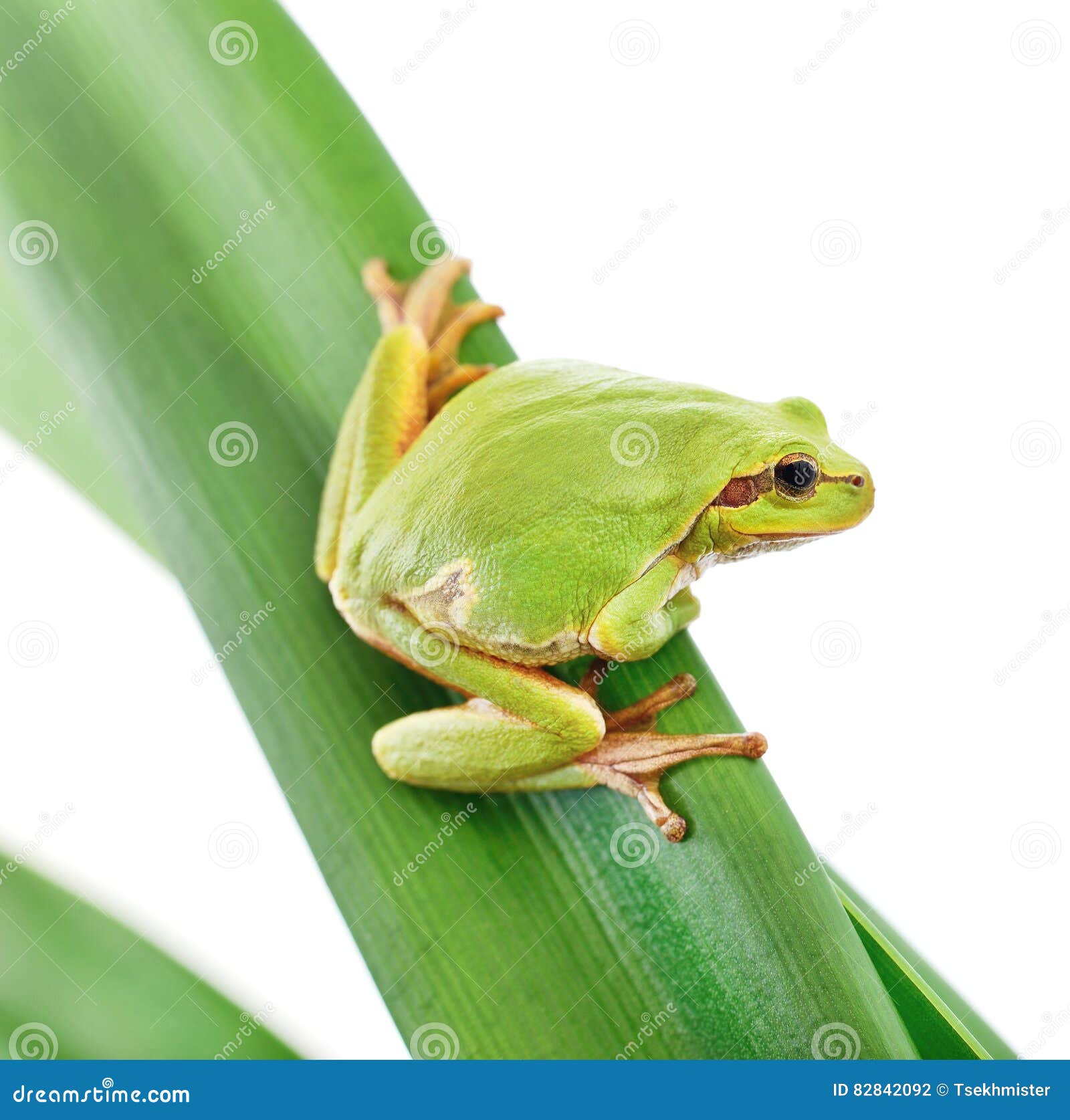 Rana Que Se Sienta En Una Hoja Foto de archivo - Imagen de rana ...