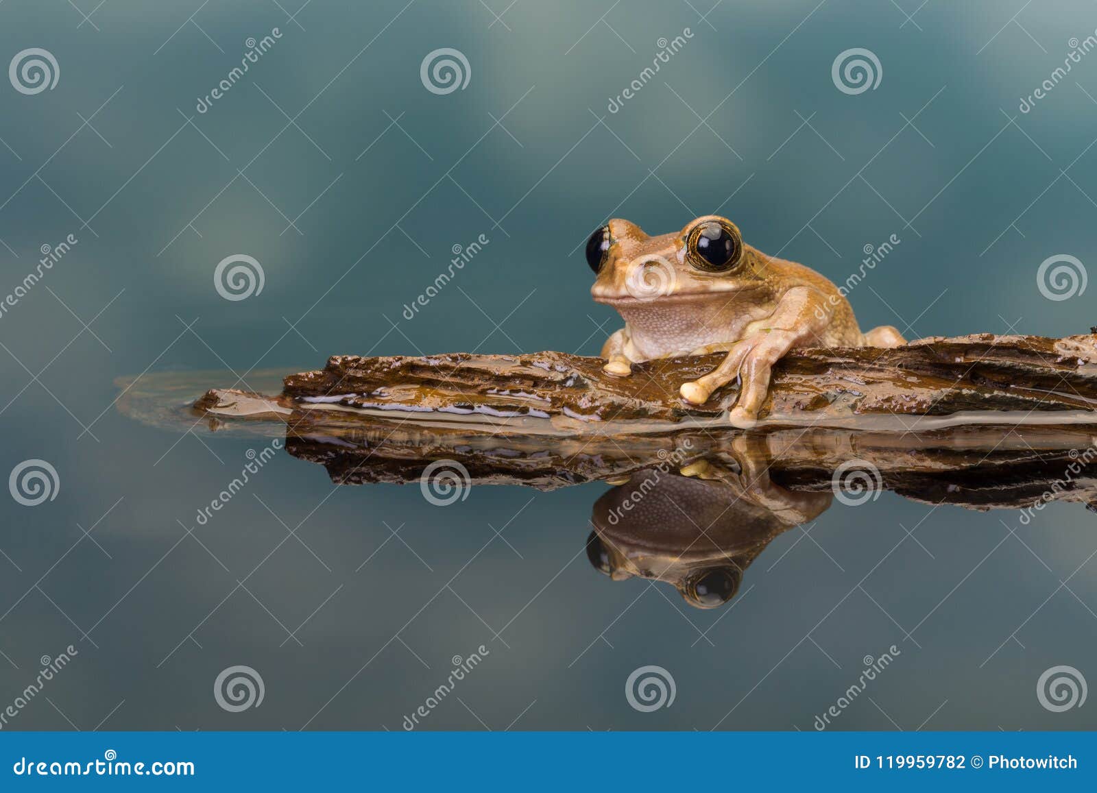 Rana Reflejada De La Leche Del Amazonas Foto de archivo - Imagen de ...