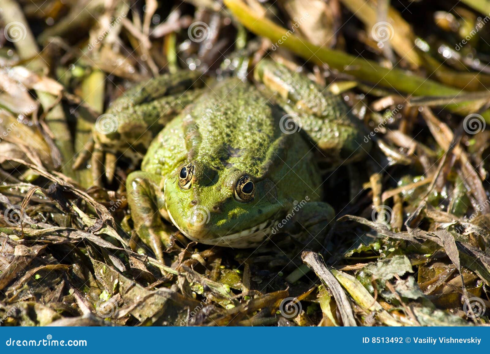 Rana ridibunda, Marsh Frog stock photo. Image of rana - 8513492
