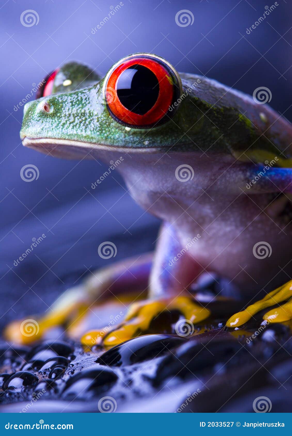Rana roja hermosa imagen de archivo. Imagen de salir, rojo - 2033527