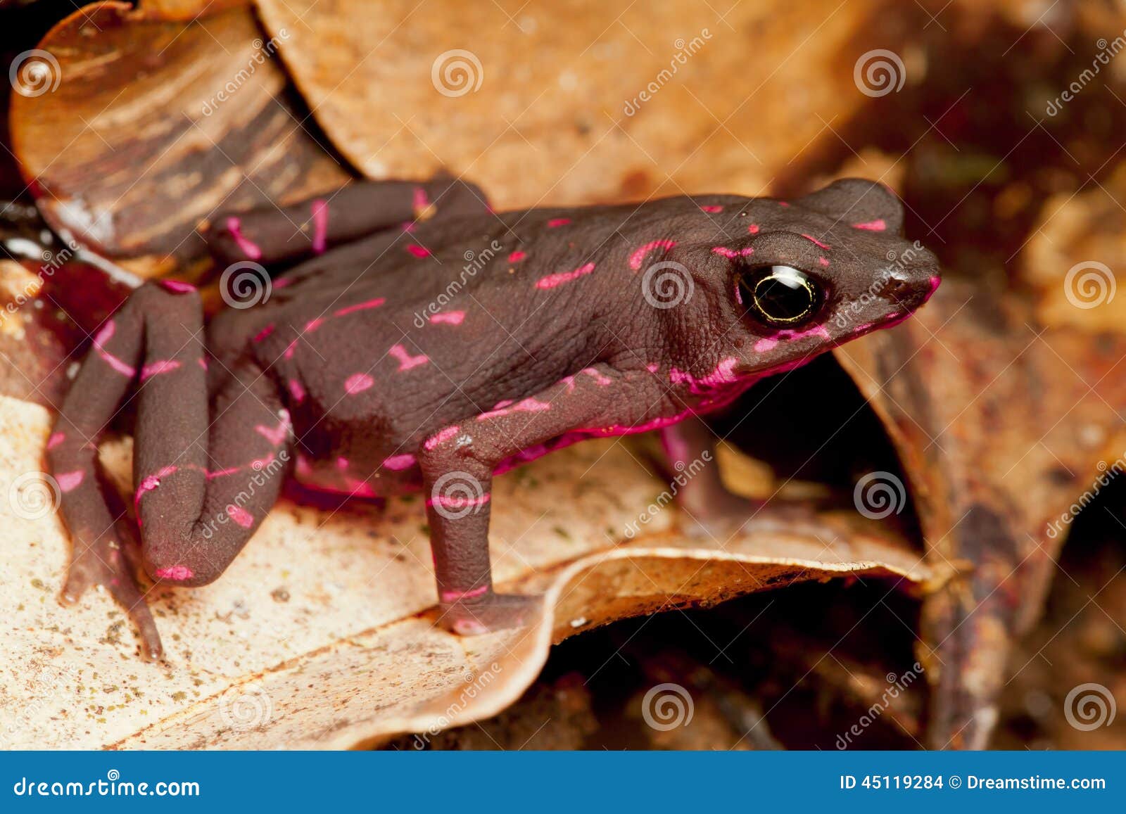 Rana rosada foto de archivo. Imagen de rana, rosa, manchado - 45119284