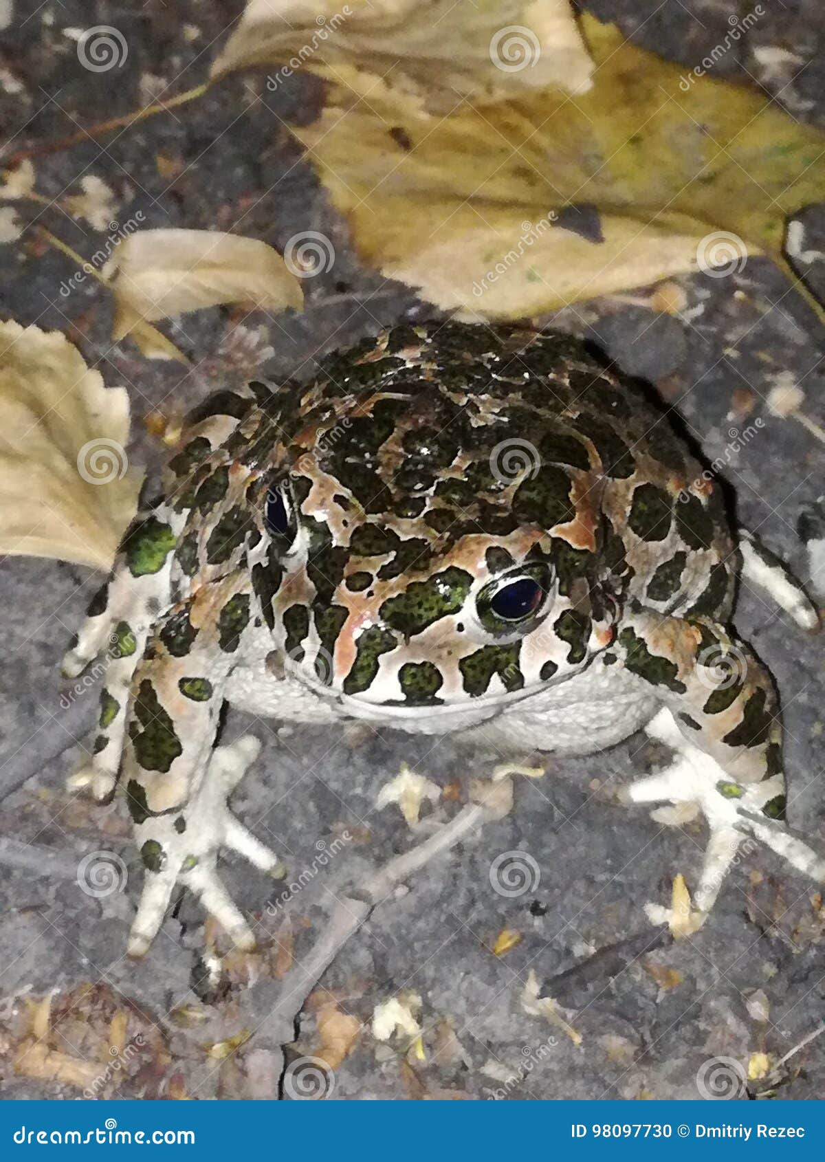 Rana tan triste foto de archivo. Imagen de animal, rana - 98097730