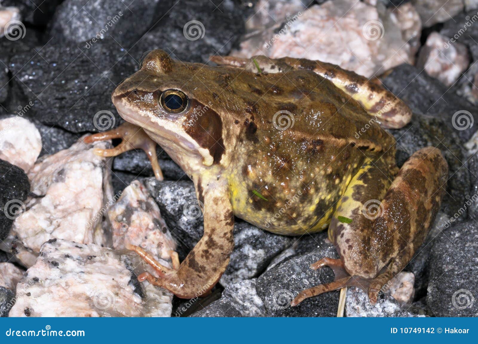 Rana Temporaria, Common Frog Stock Photo - Image of staring, portrait ...
