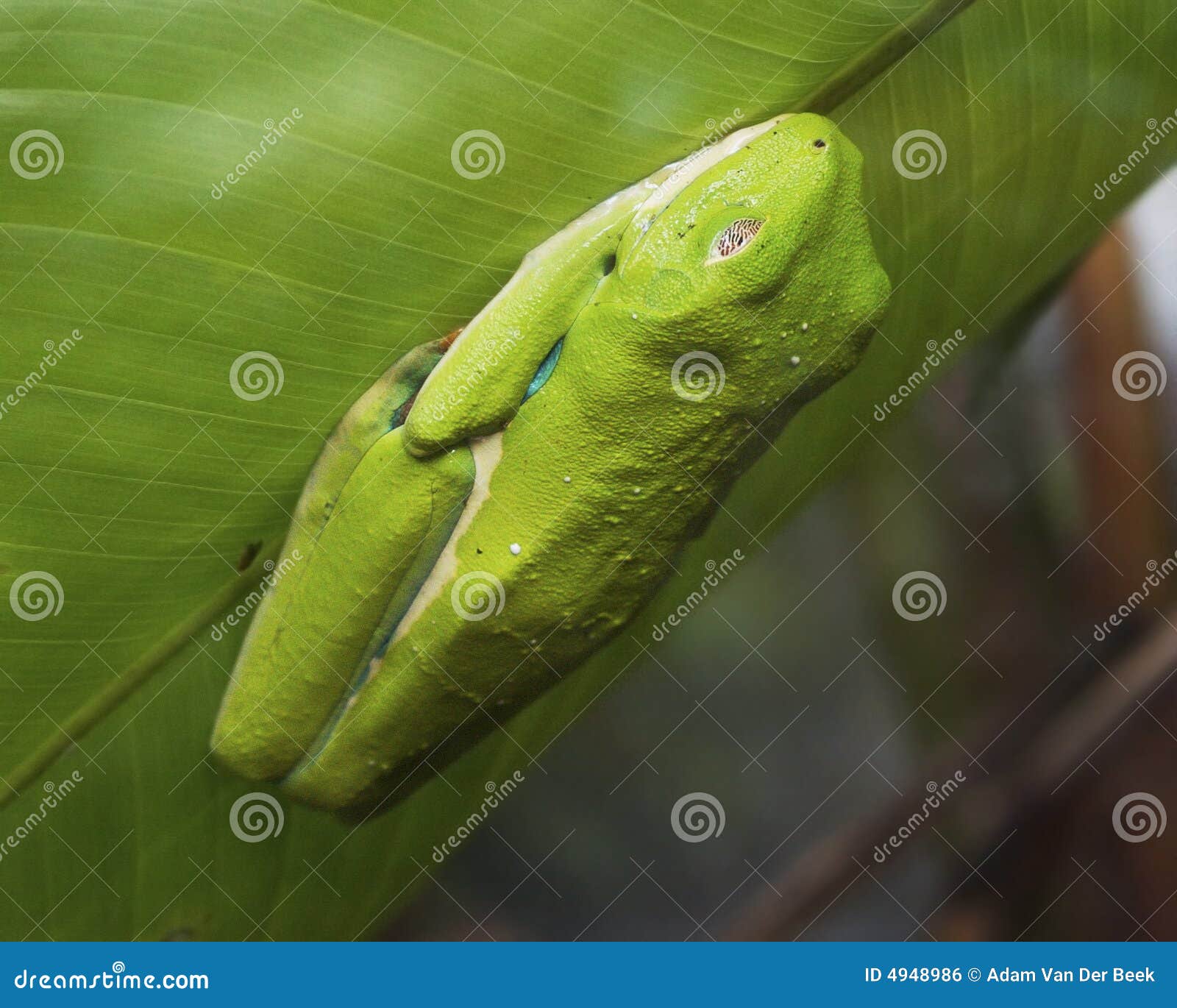 Rana tropical de la hoja foto de archivo. Imagen de salvaje - 4948986