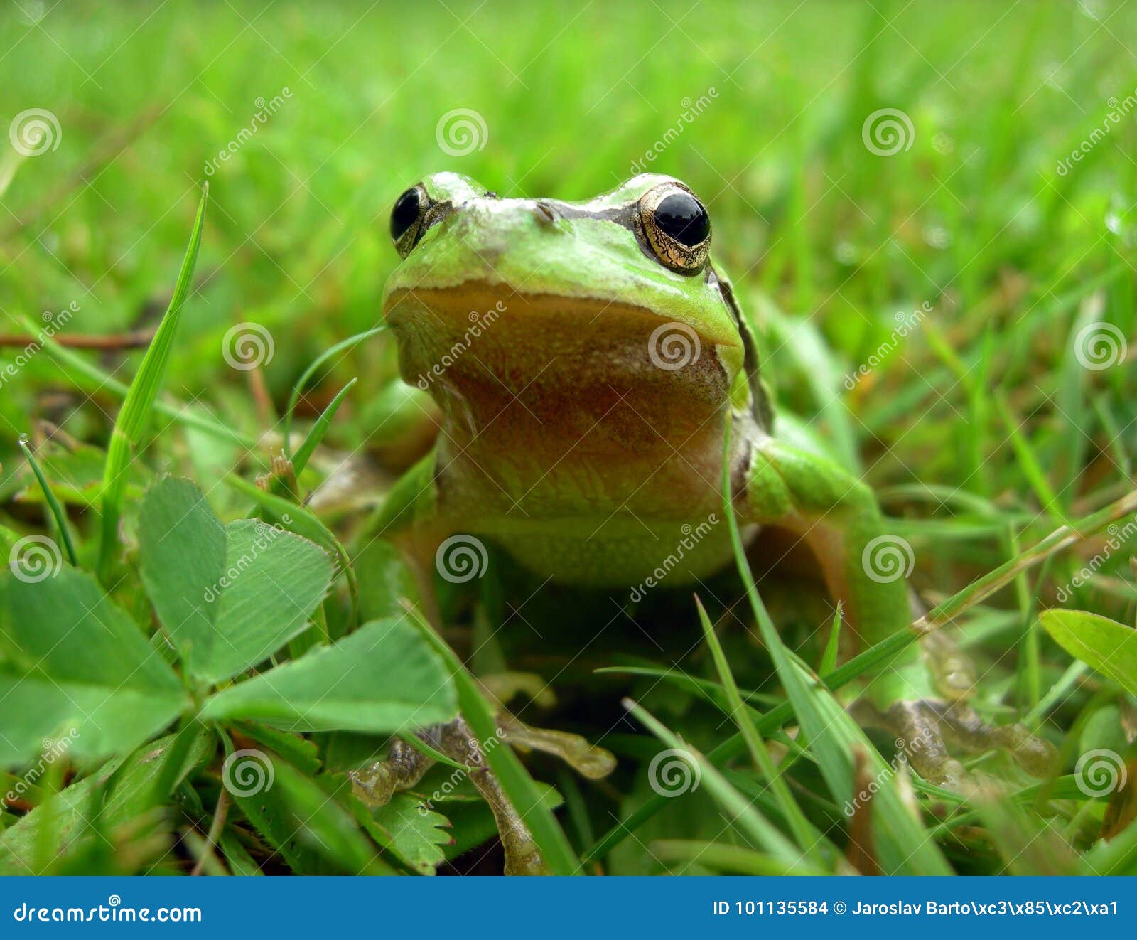 Rana verde fotografia stock. Immagine di natura, animale - 101135584