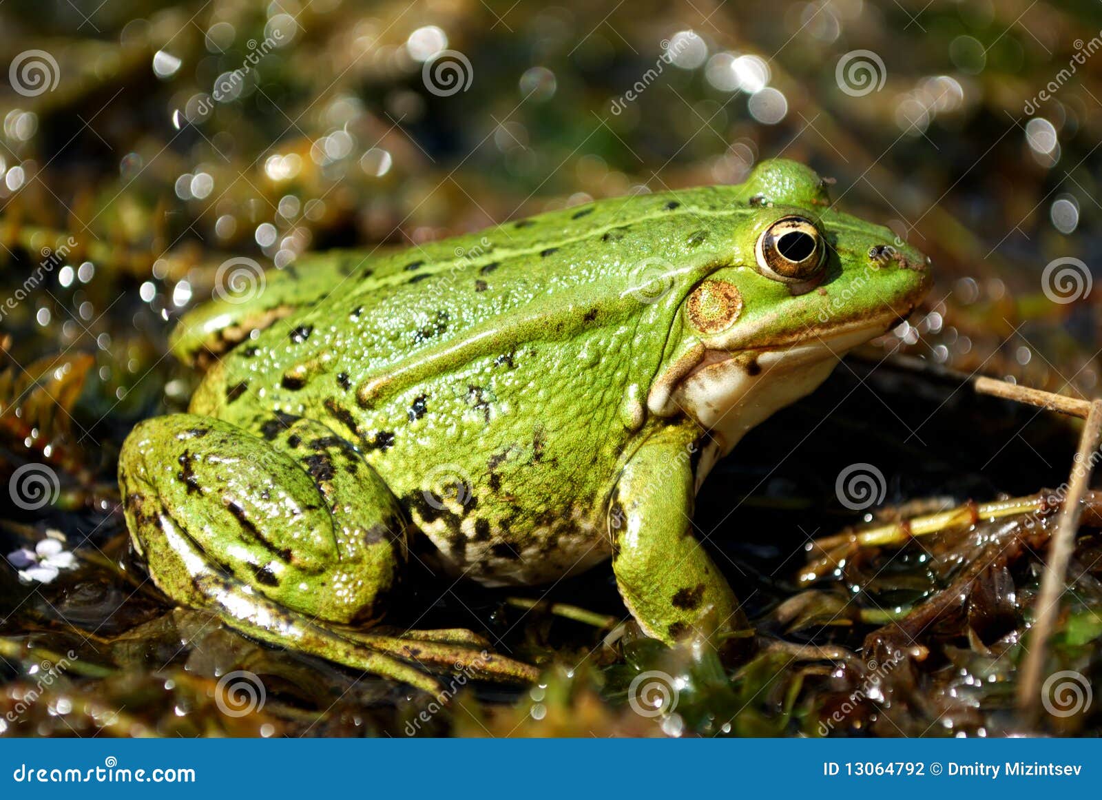 Rana Verde Fotografía de archivo - Imagen: 13064792