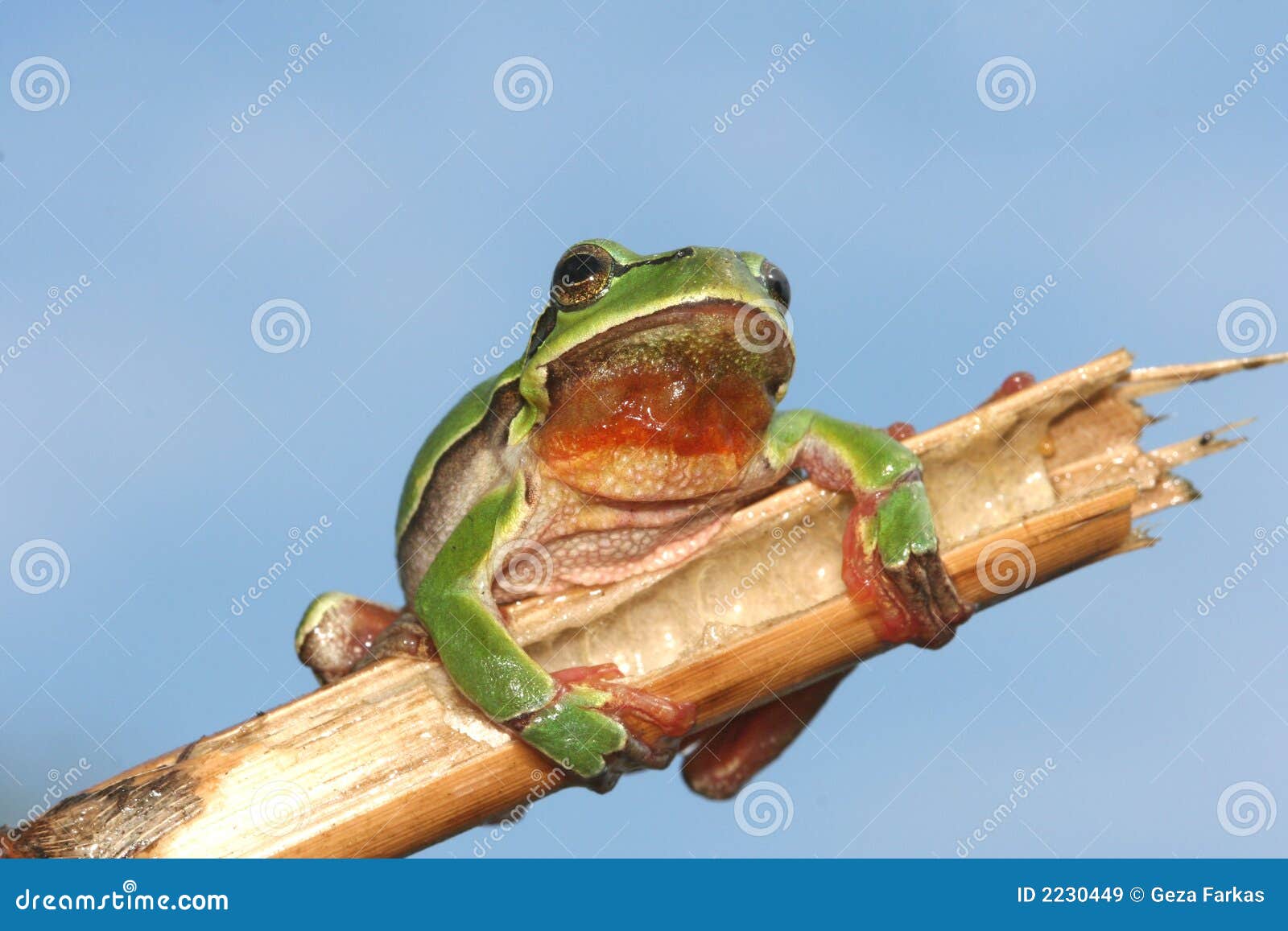 Rana verde imagen de archivo. Imagen de hoja, ojos, pantano - 2230449