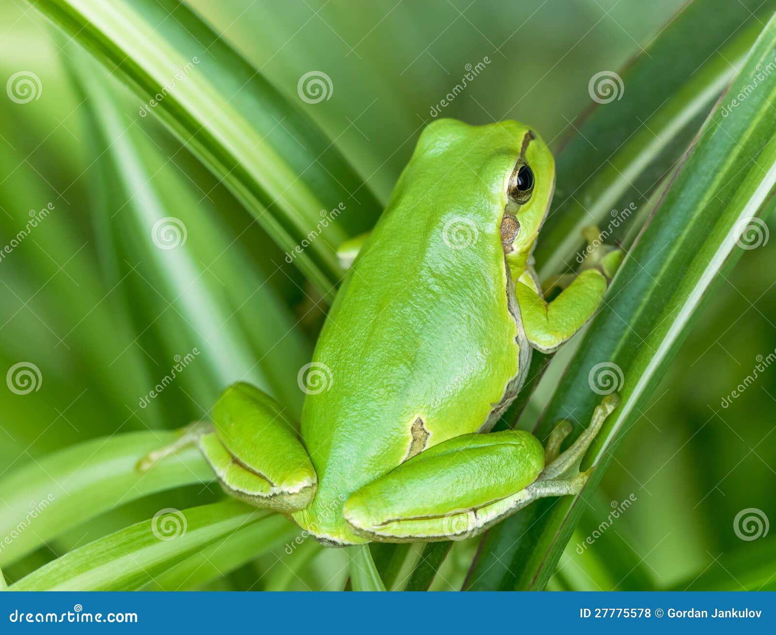 Rana verde foto de archivo. Imagen de primer, fauna, tropical - 27775578