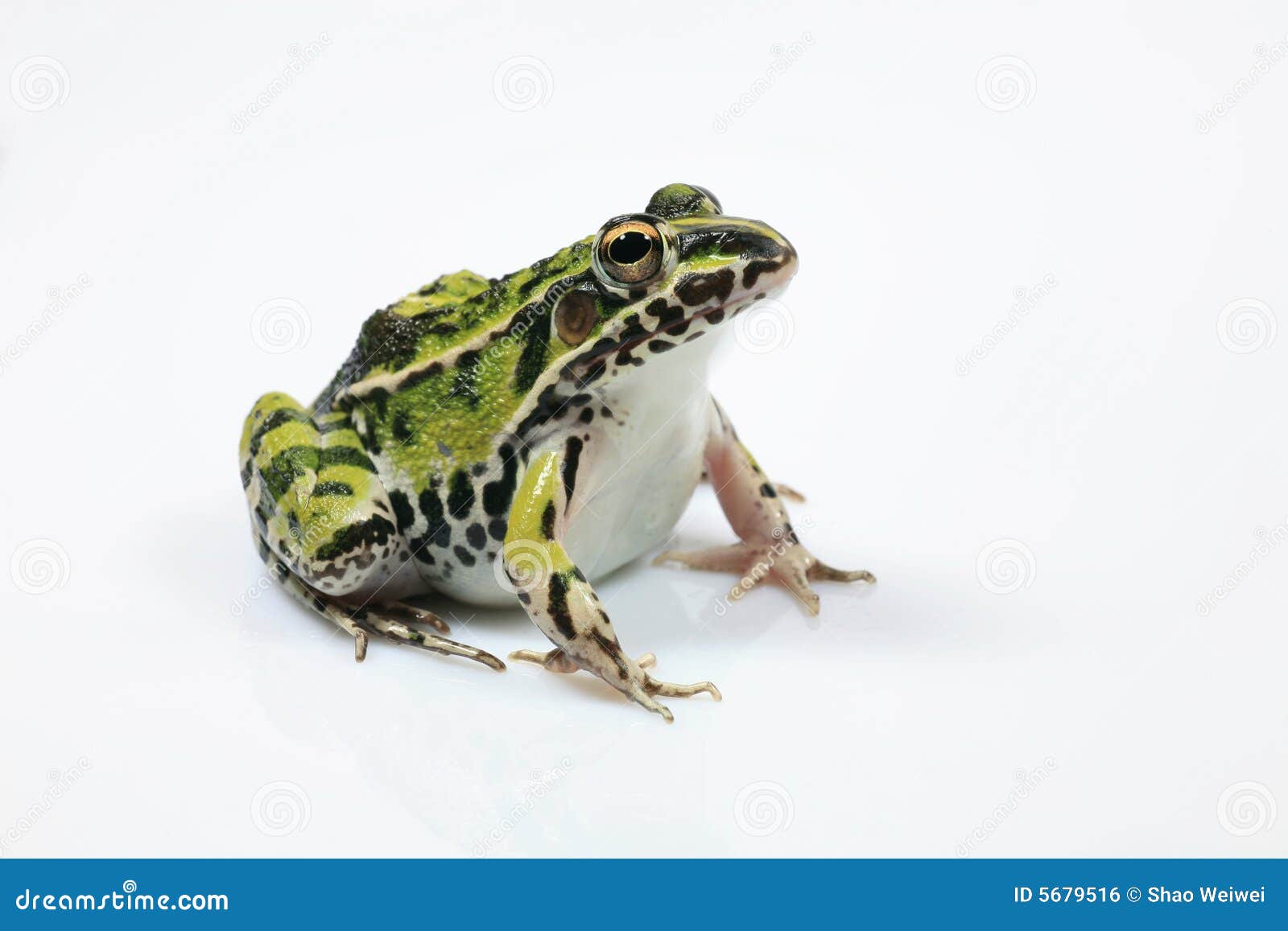 Rana verde foto de archivo. Imagen de selectivo, aislado - 5679516