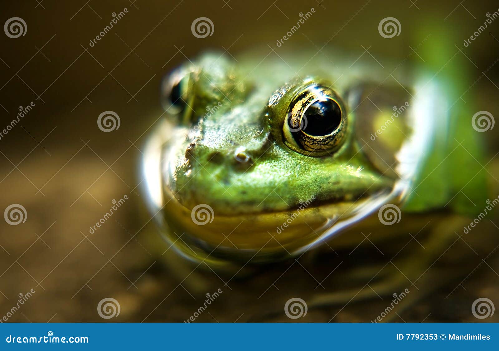 Rana verde imagen de archivo. Imagen de contacto, perfil - 7792353