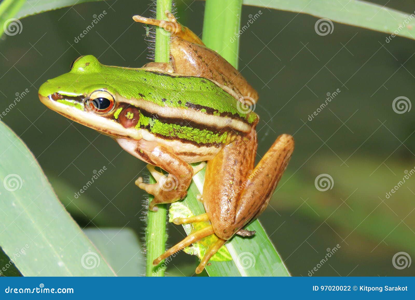 Rana verde fotografia stock. Immagine di acqua, biologia - 97020022