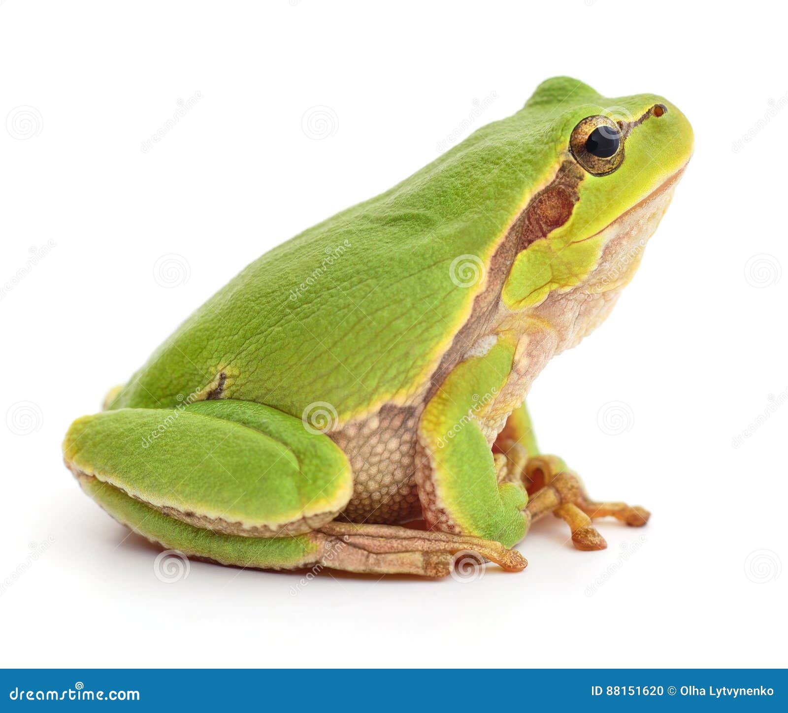 Rana verde isollated foto de archivo. Imagen de primer - 88151620