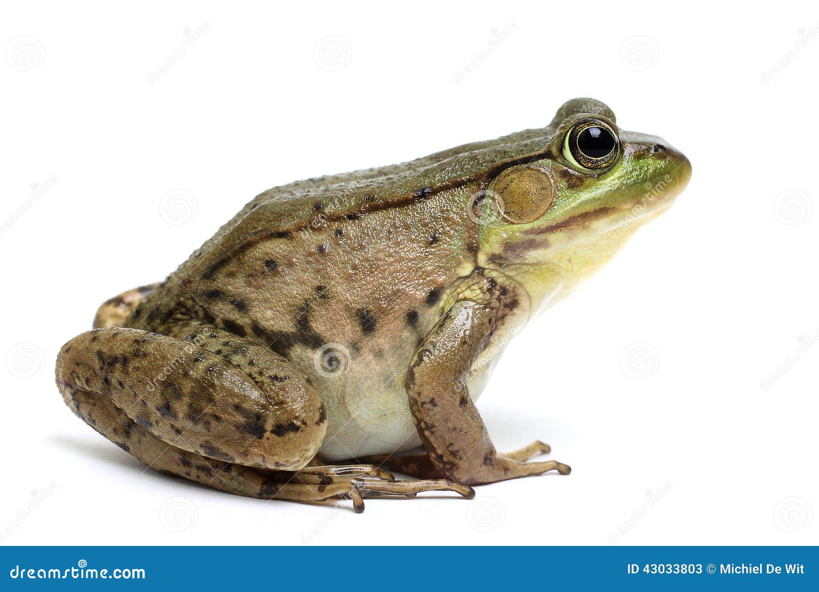 Rana Verde (Rana Clamitans) Imagen de archivo - Imagen de color ...