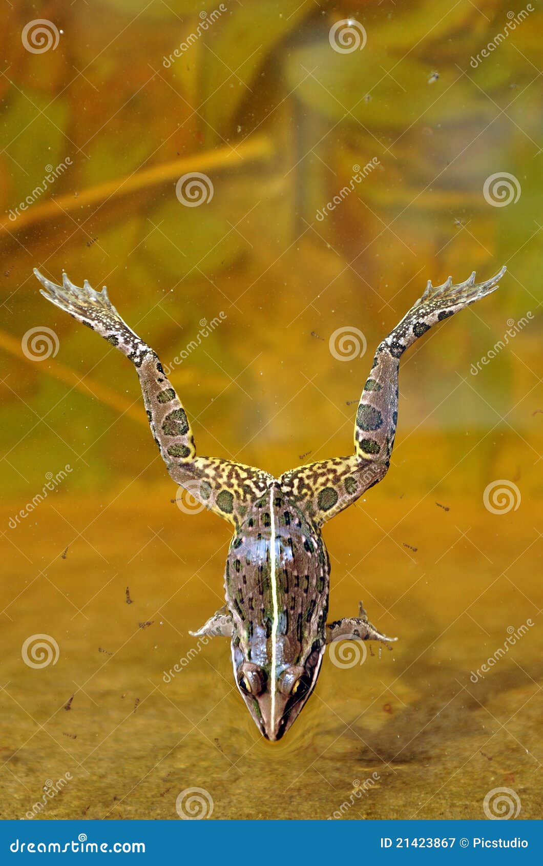 Rana y larvas imagen de archivo. Imagen de primer, detalle - 21423867