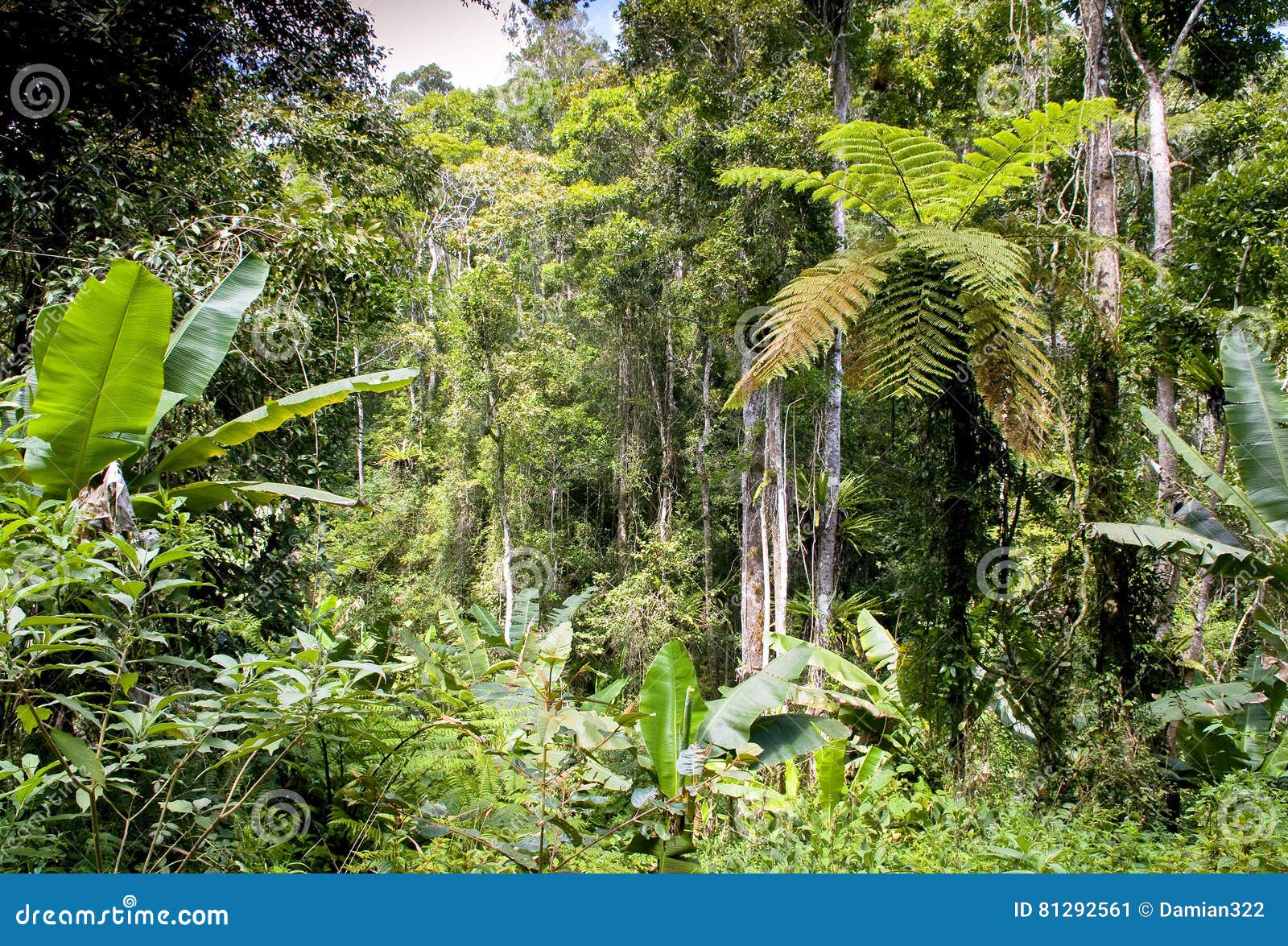 Ranamafana Rainforest - Madagascar Stock Image - Image of light ...