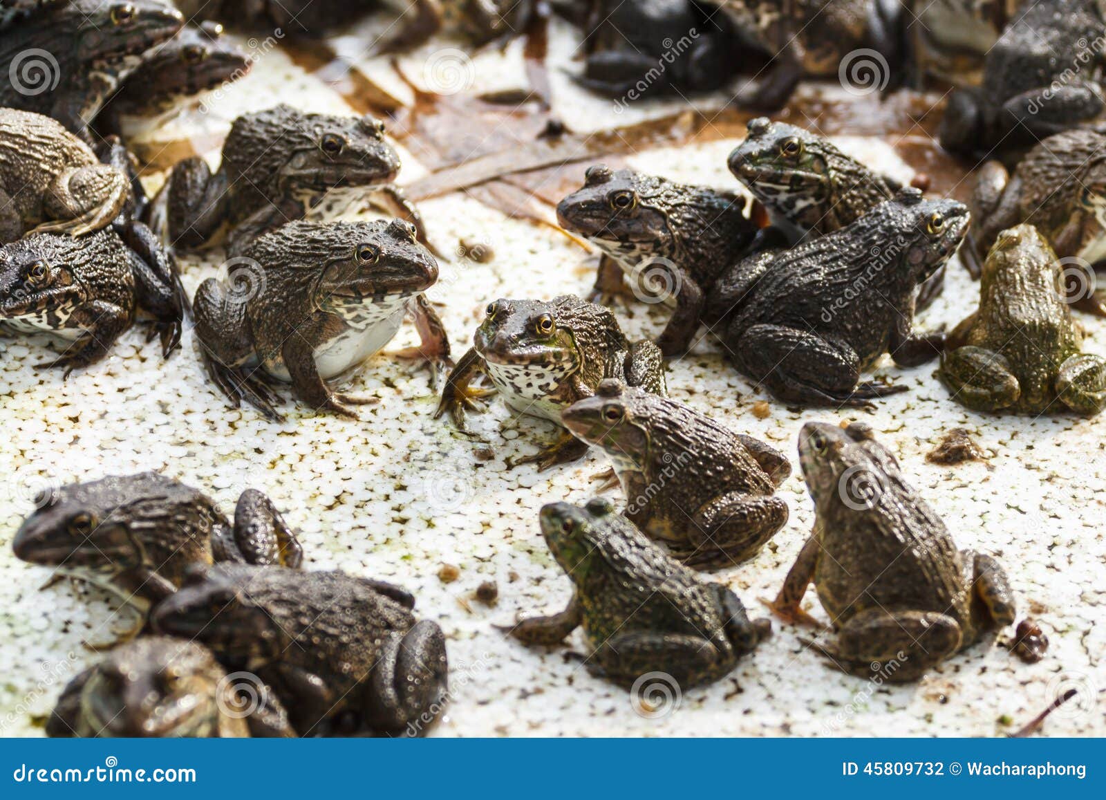 Ranas foto de archivo. Imagen de yermo, resorte, acoplamiento - 45809732