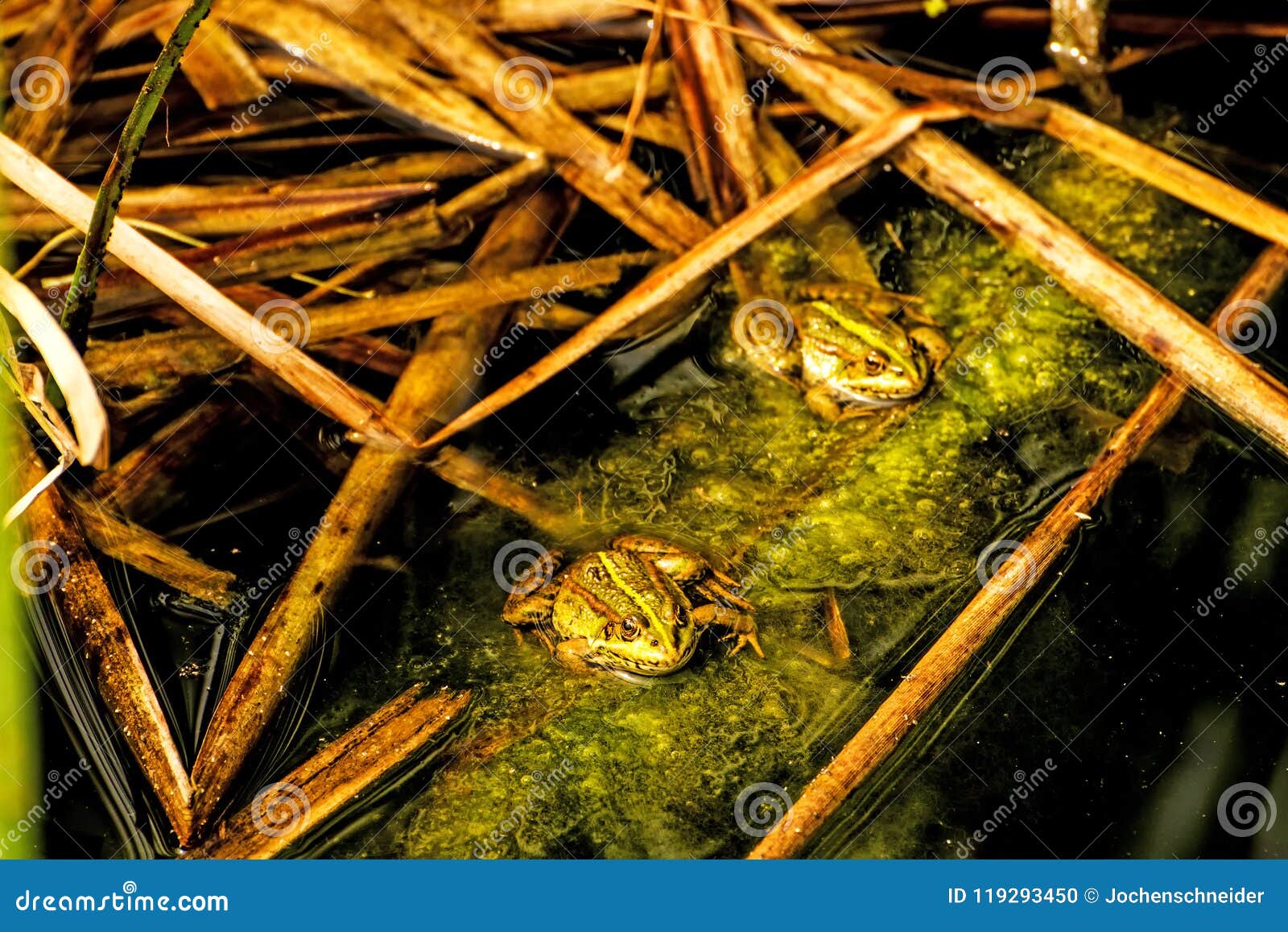 Ranas Comunes Del Agua En Una Charca Foto de archivo - Imagen de ...