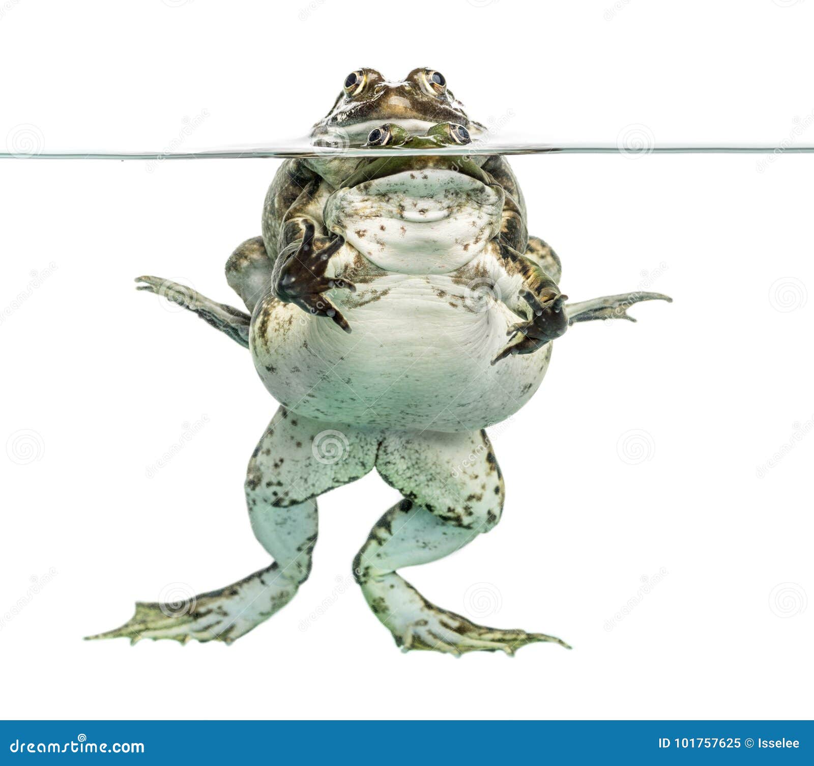 Ranas Copulating Debajo Del Agua Clara, Aislada Imagen de archivo ...