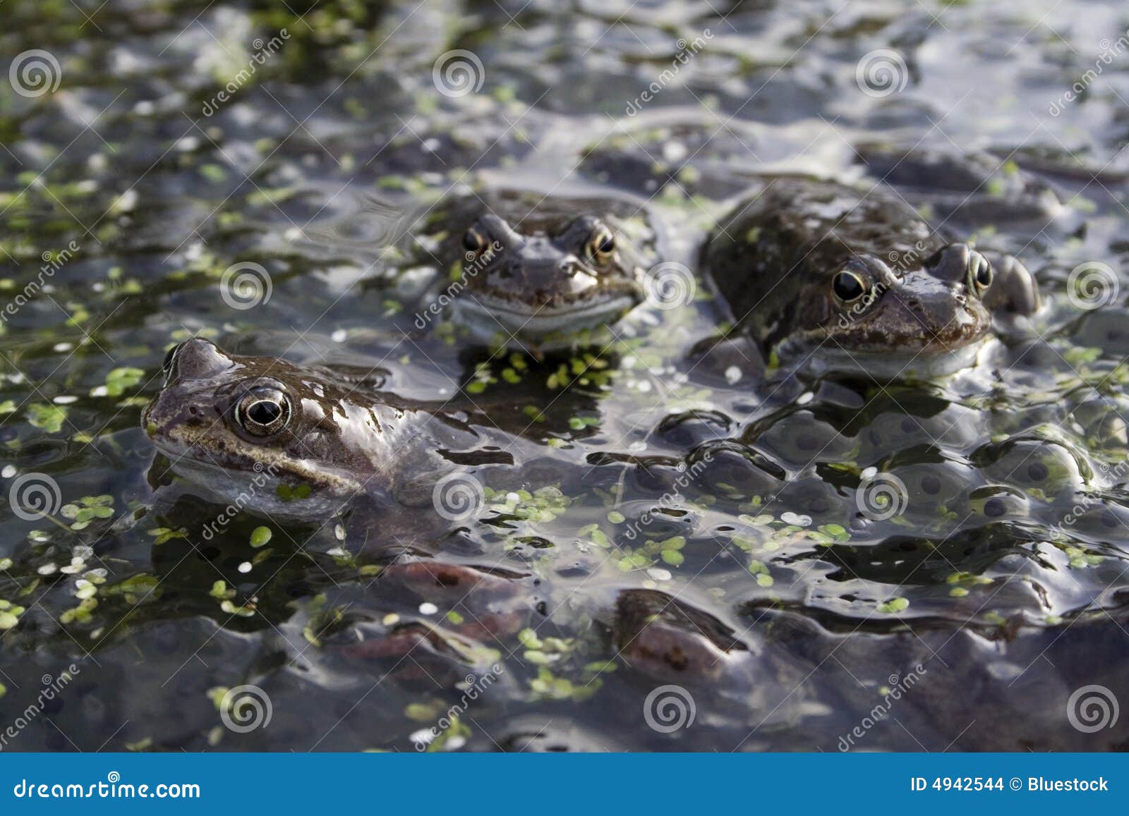Ranas de acoplamiento foto de archivo. Imagen de huevos - 4942544