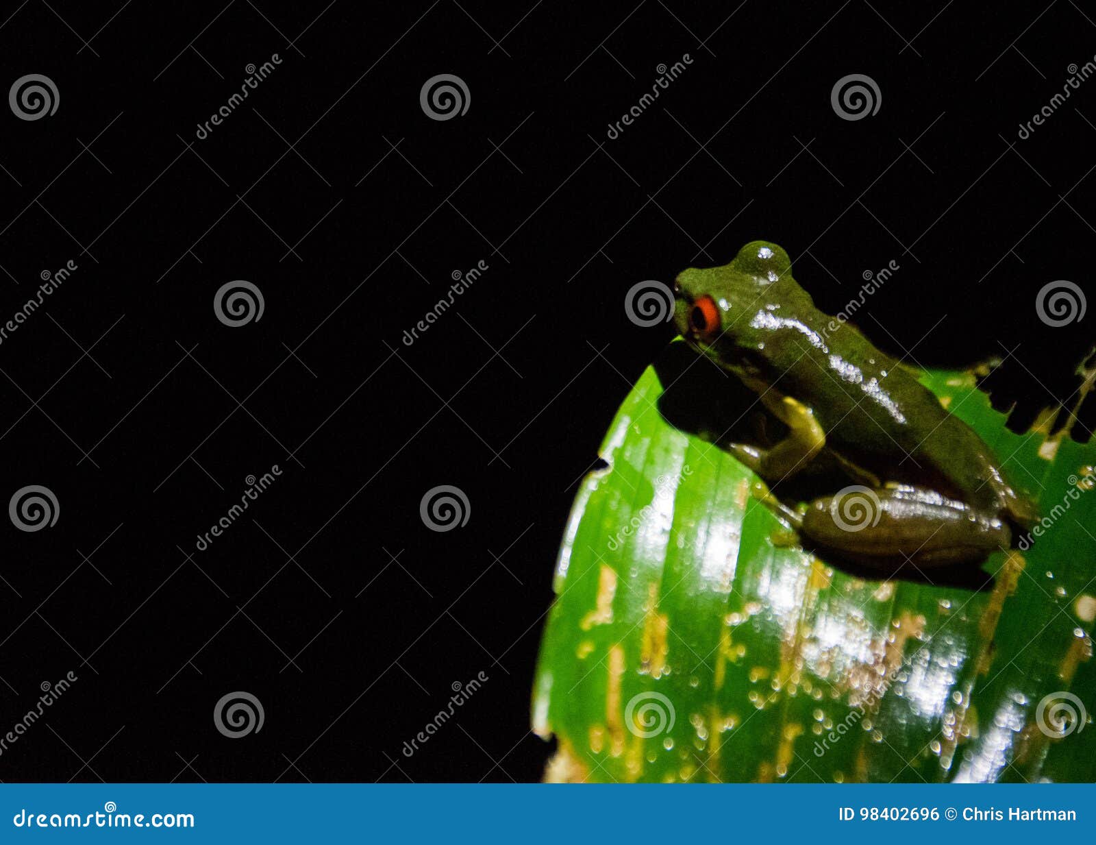 Ranas de Costa Rica foto de archivo. Imagen de fondo - 98402696