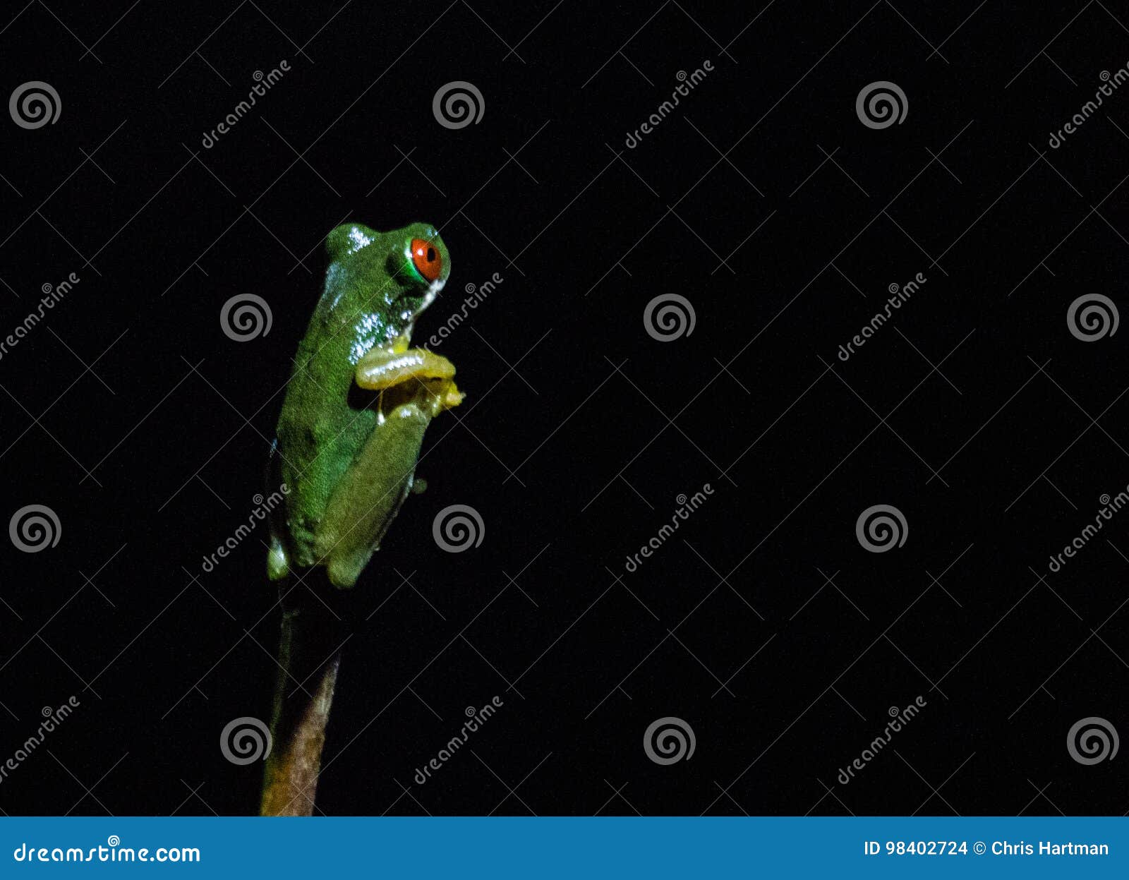 Ranas de Costa Rica foto de archivo. Imagen de planta - 98402724