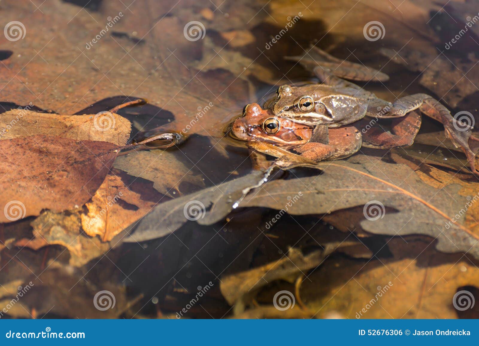 Ranas de madera de la cría foto de archivo. Imagen de rana - 52676306