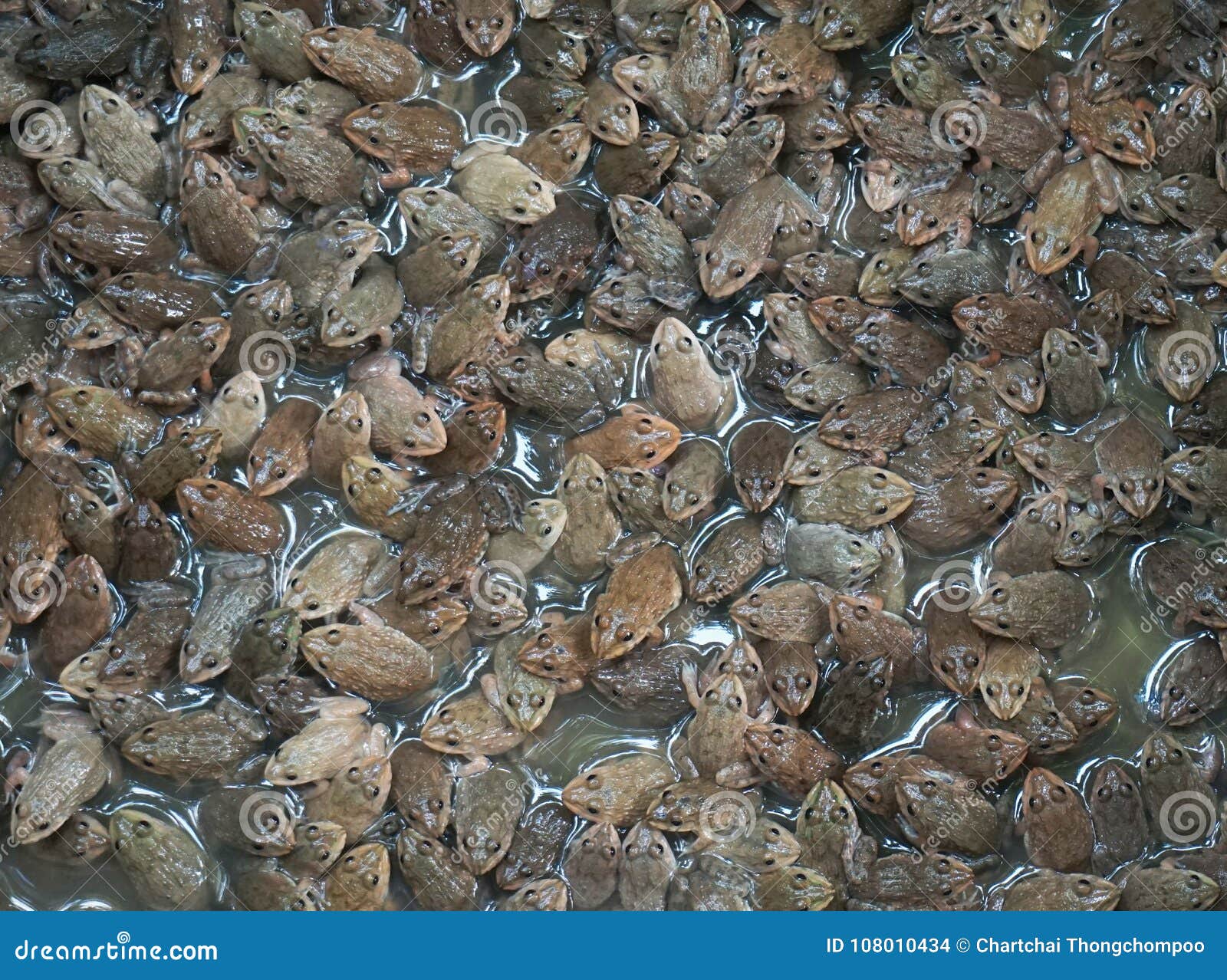 Ranas Del Bebé En Un Lavabo Foto de archivo - Imagen de ranas ...