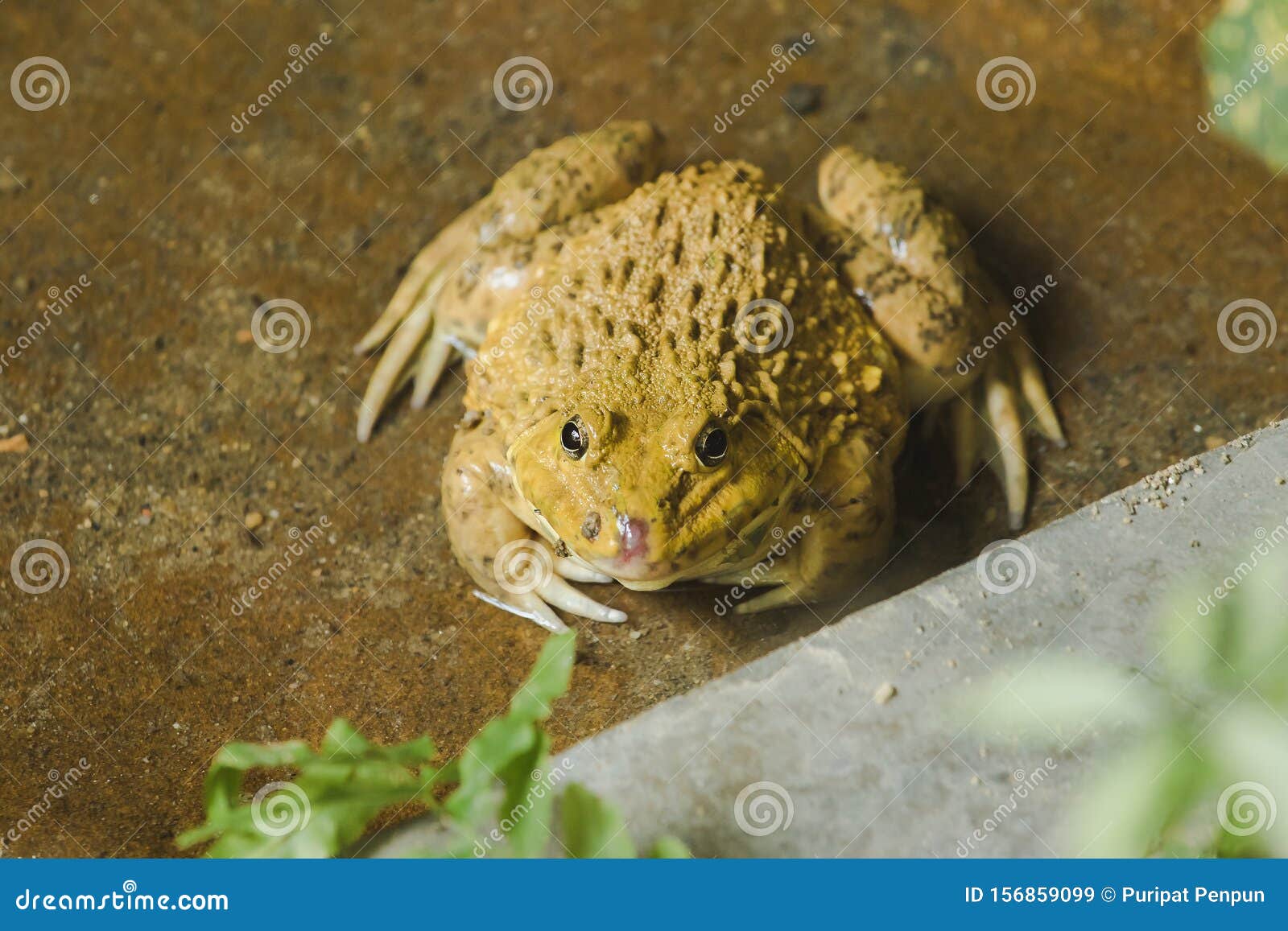 Ranas En El Suelo En El Estanque Imagen de archivo - Imagen de grande ...