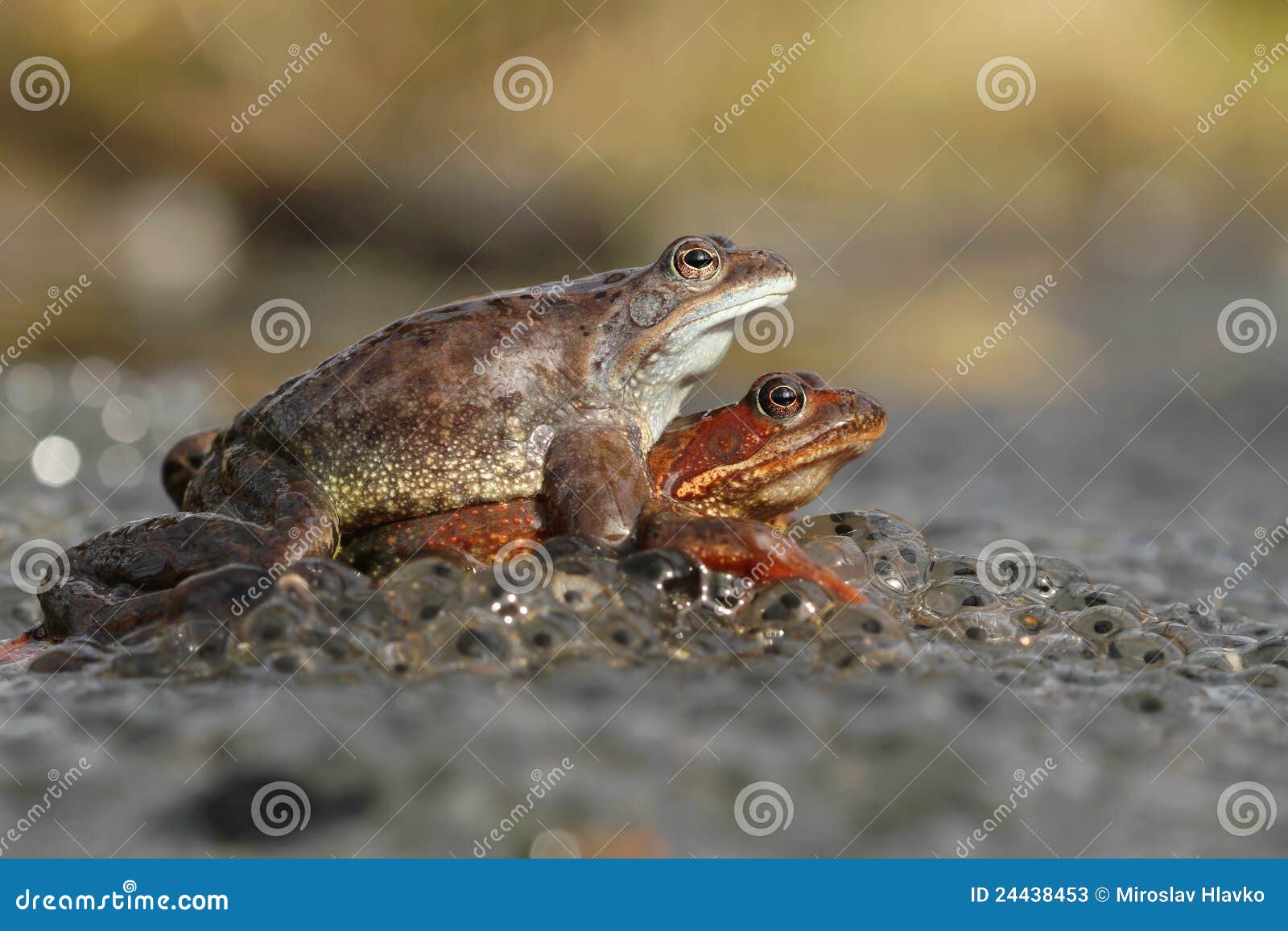 Ranas en huevos imagen de archivo. Imagen de pares, salvaje - 24438453