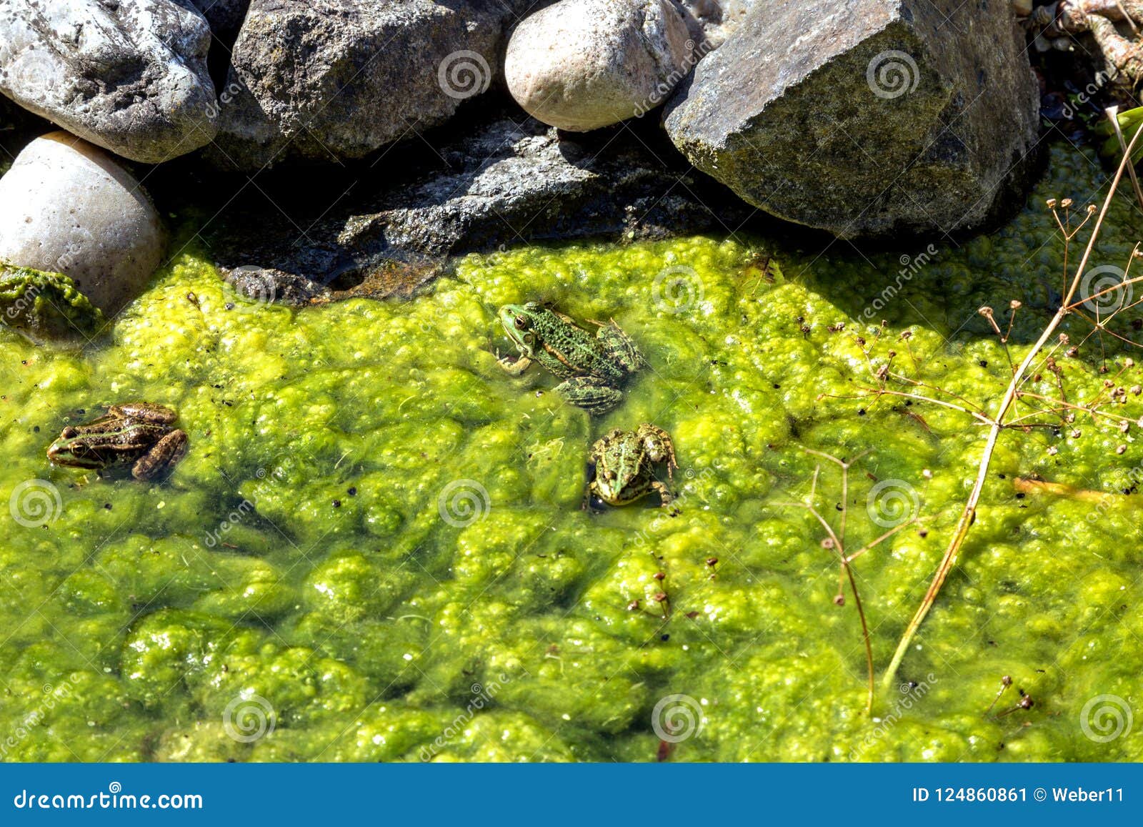 Ranas en la charca imagen de archivo. Imagen de animal - 124860861