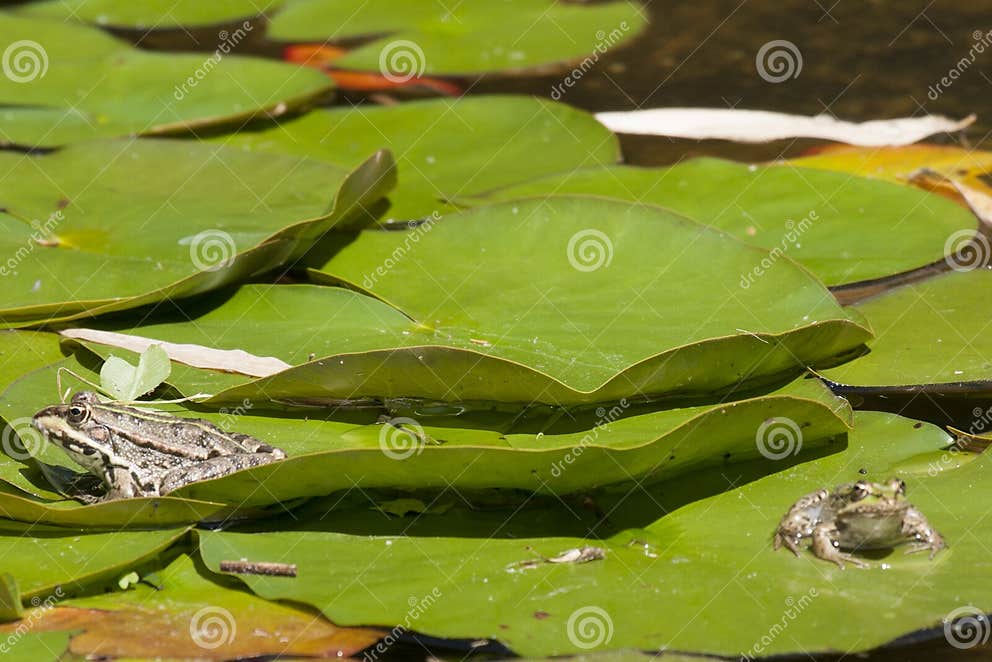 Ranas En Las Hojas Nenuphar Foto de archivo - Imagen de aislado, flor ...