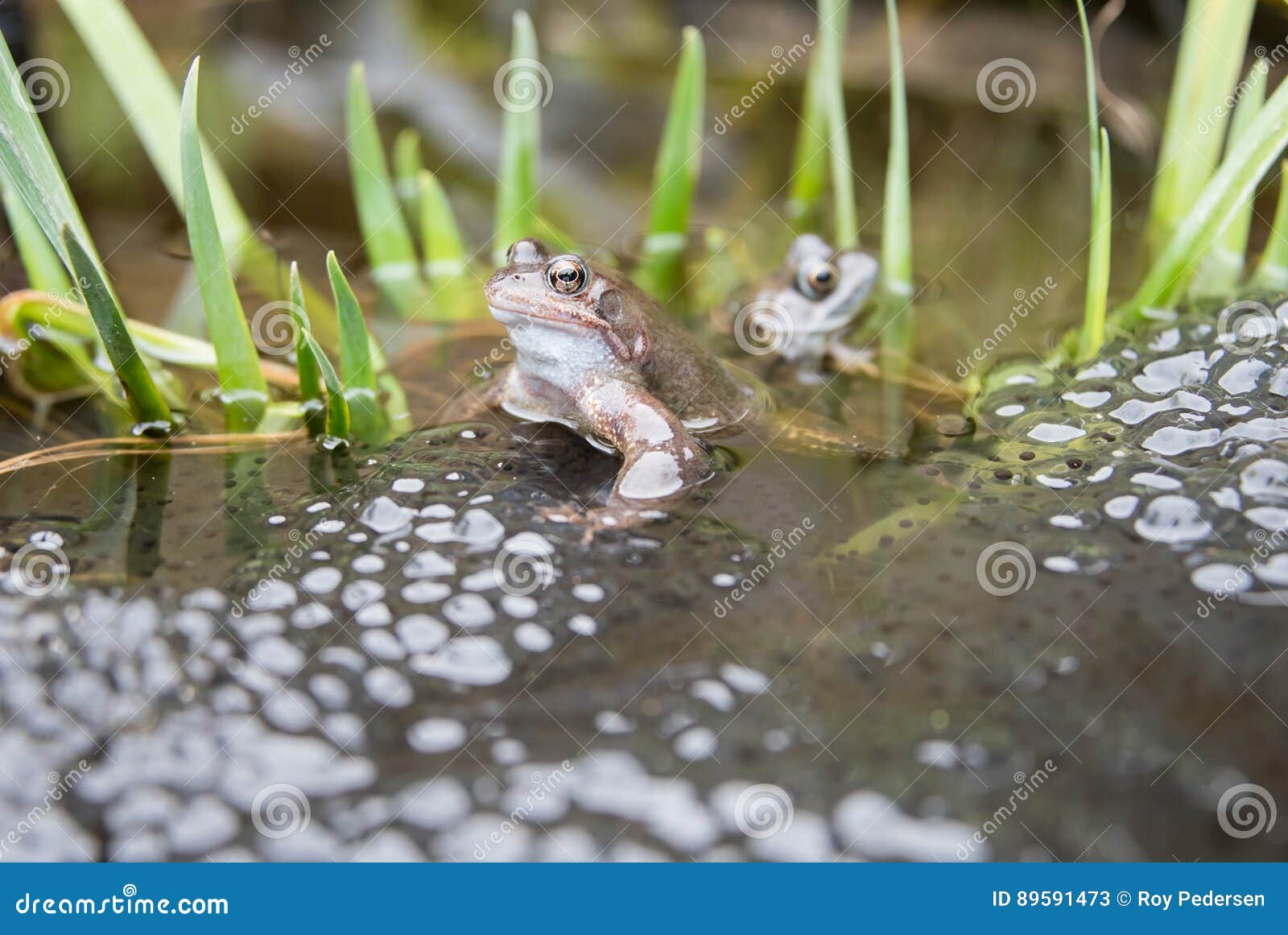 Ranas y Frogspawn imagen de archivo. Imagen de huevos - 89591473