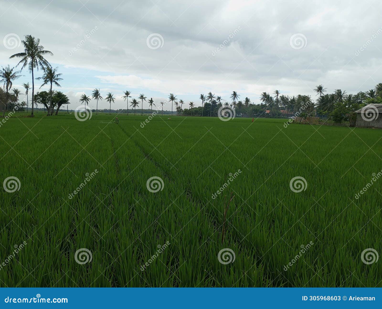 Ranca bango Rice field stock image. Image of field, bango - 305968603