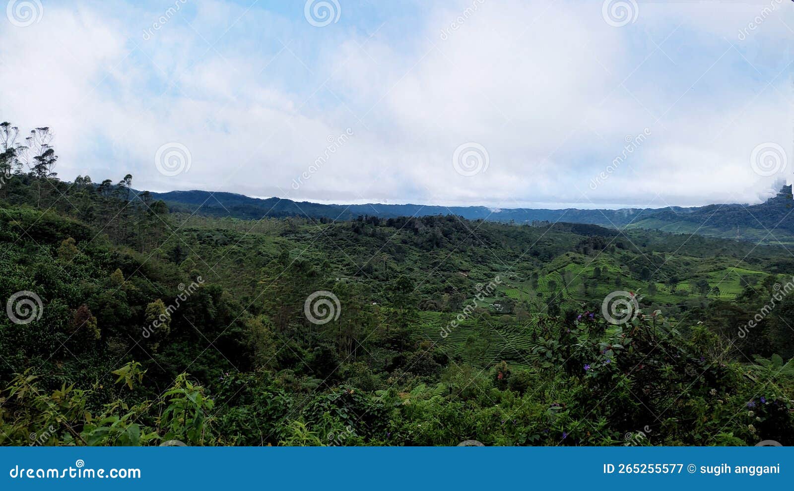 Rancabali, kab. Bandung stock image. Image of hill, grass - 265255577