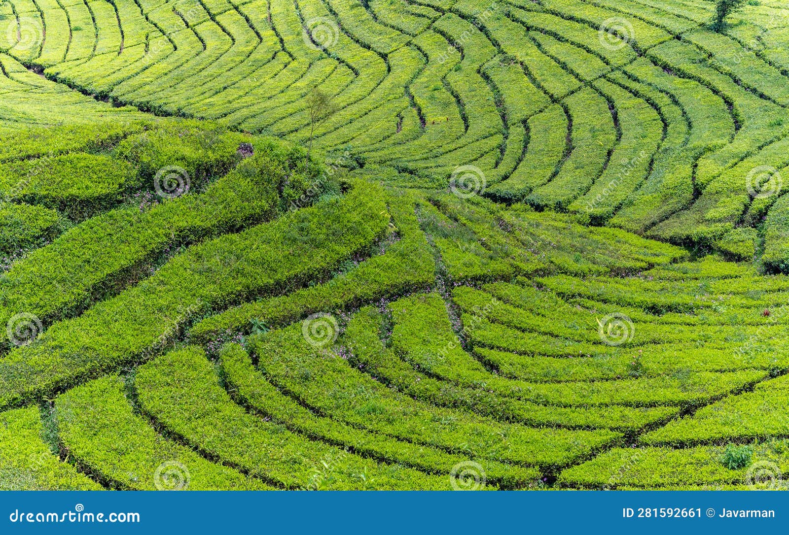 Rancabali Tea Plantation Near Bandung in West Java, Indonesia Stock ...