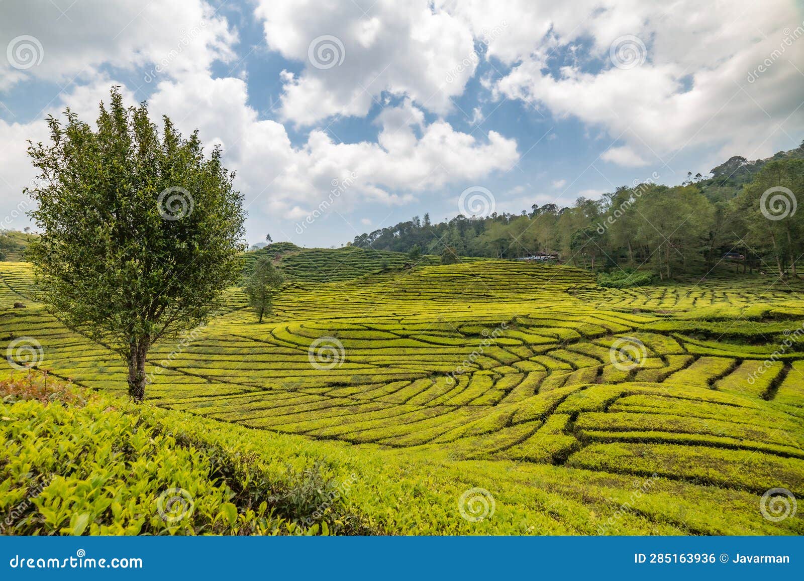 Rancabali Tea Plantation Near Bandung in West Java, Indonesia Stock ...