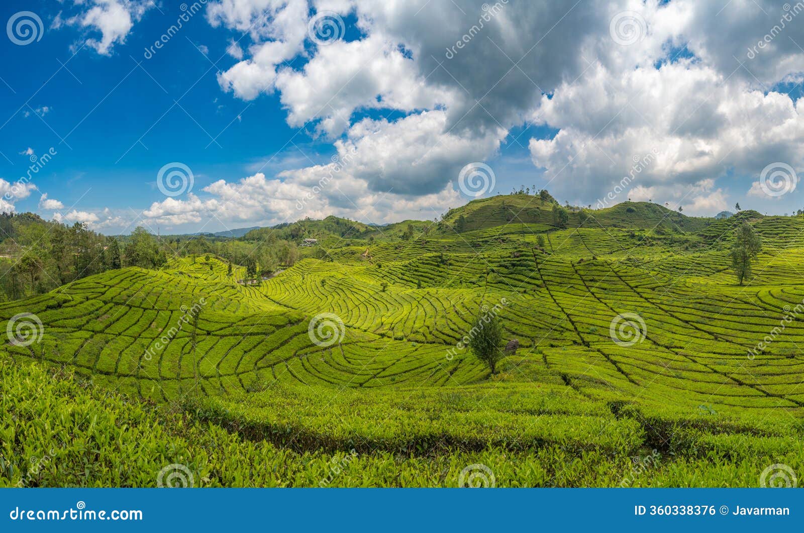 Rancabali Tea Plantation Near Bandung in West Java, Indonesia Stock ...