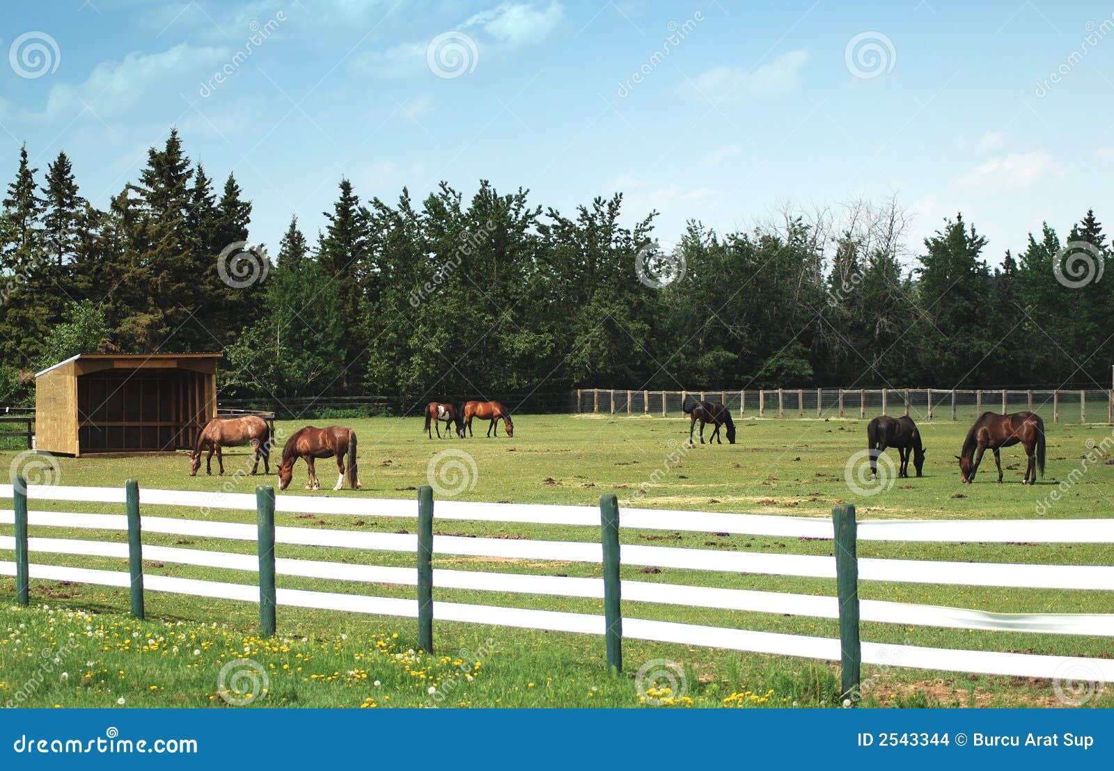 Ranch stock photo. Image of domestic, summer, animal, farmland - 2543344
