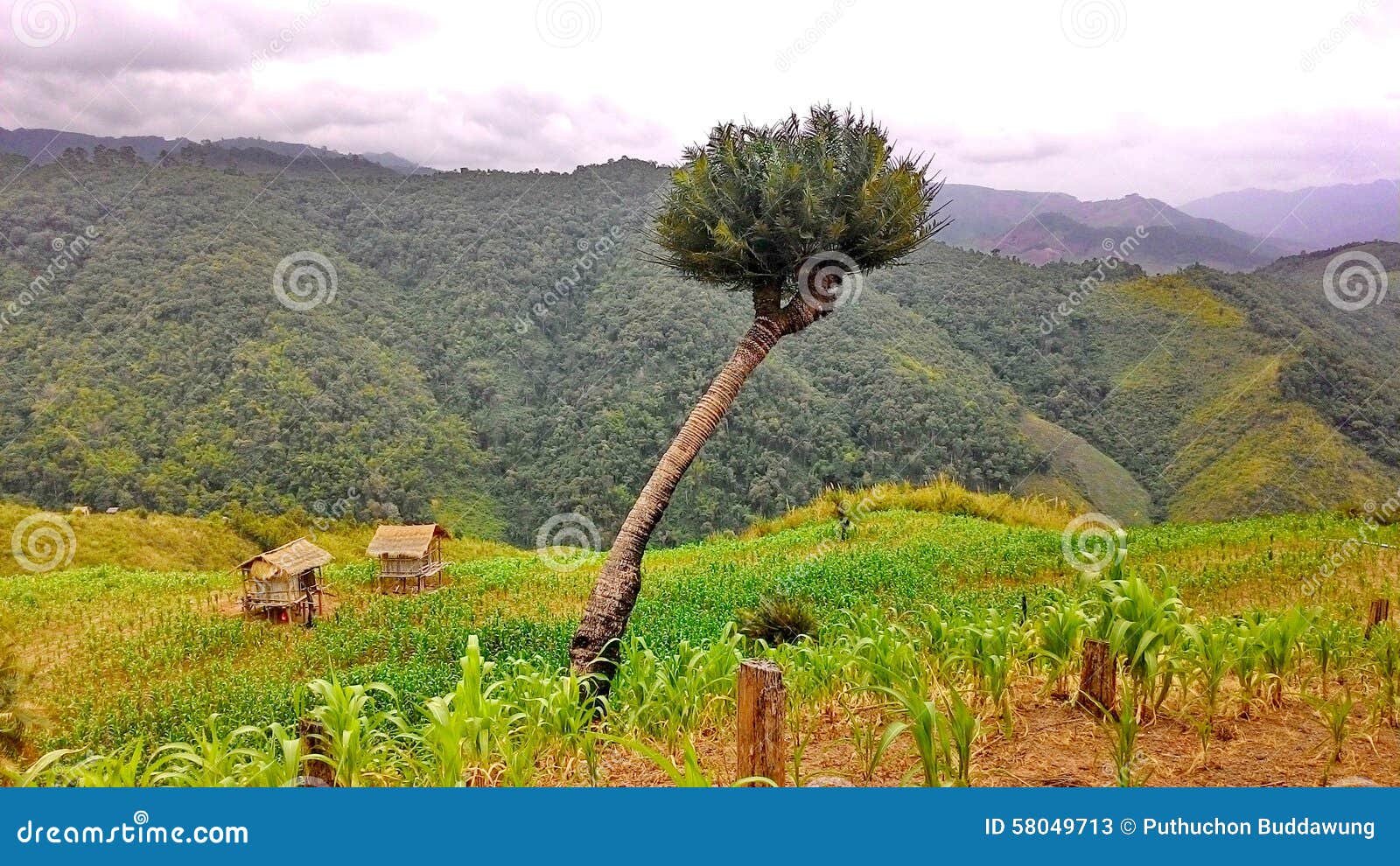 Ranch corn stock image. Image of background, harvest - 58049713