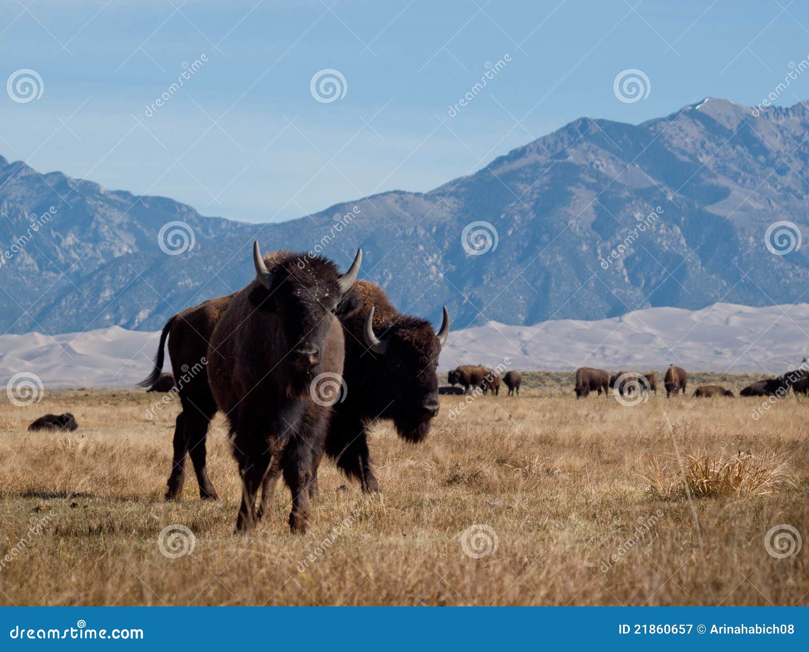Ranch de Buffalo image stock. Image of prairie, nature - 21860657