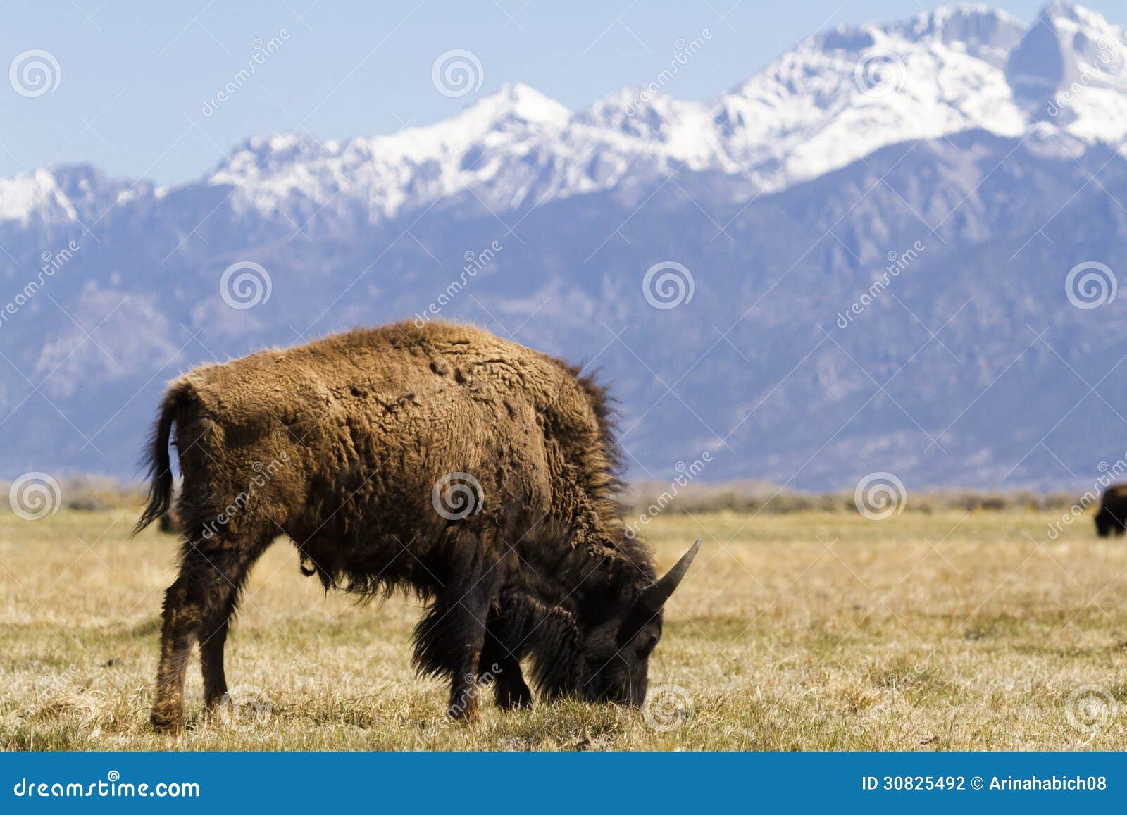 Ranch della Buffalo fotografia stock. Immagine di dune - 30825492
