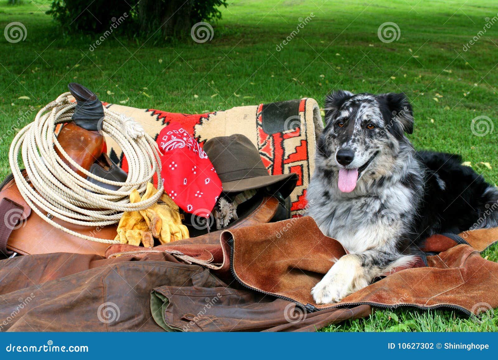 Ranch Dog stock photo. Image of duster, spurs, oilskin - 10627302