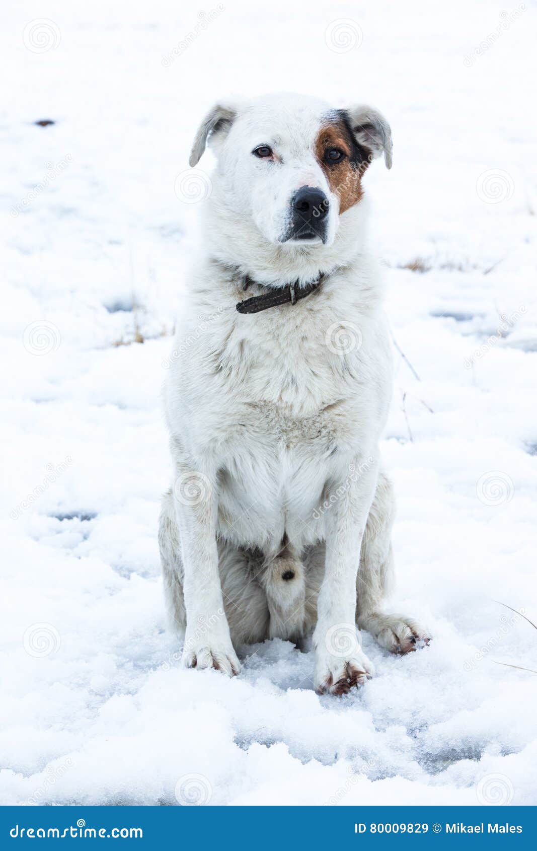 Ranch dog stock image. Image of ranching, snow, ranch - 80009829