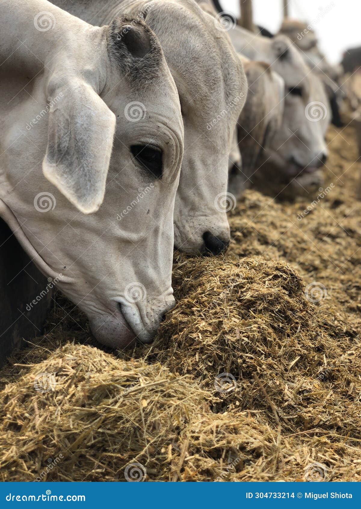 Feedlot Intensive Production System Beef Cattle Stock Photo - Image of ...
