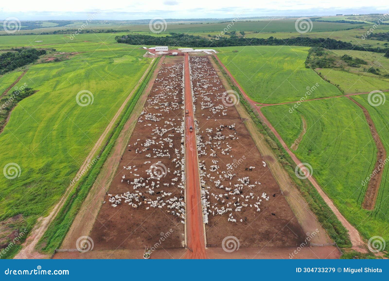 Feedlot Intensive Production System Beef Cattle Stock Image - Image of ...