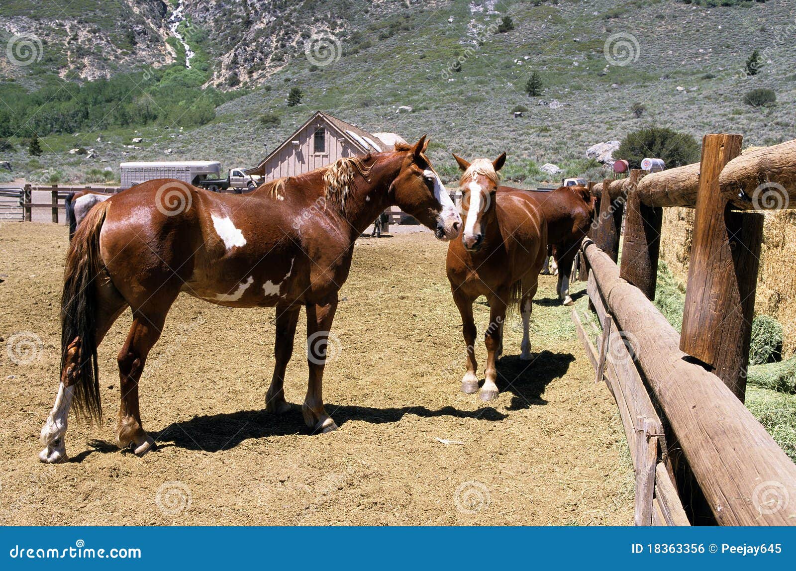 Ranch Horses stock photo. Image of riding, pets, paddocks - 18363356