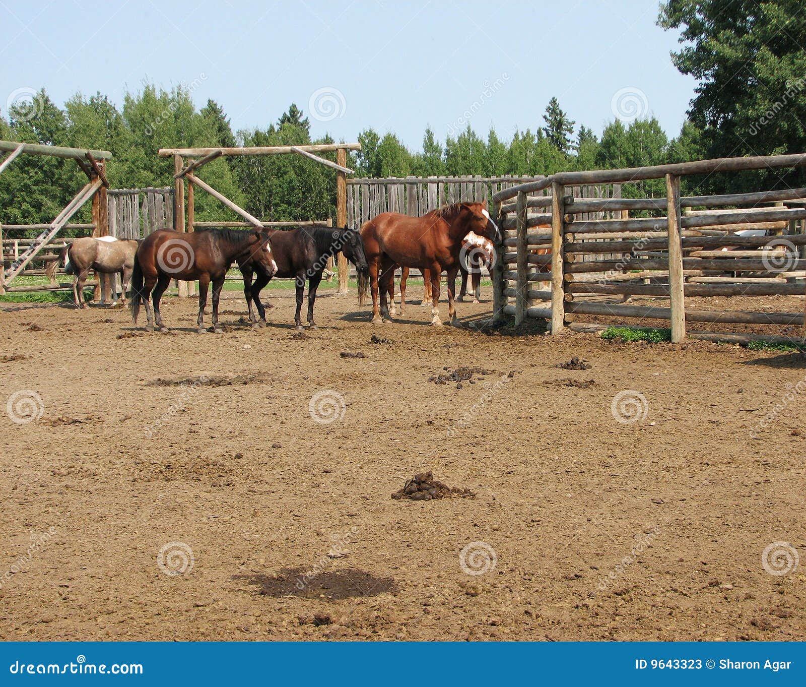 Ranch Horses stock image. Image of equine, animal, agriculture - 9643323
