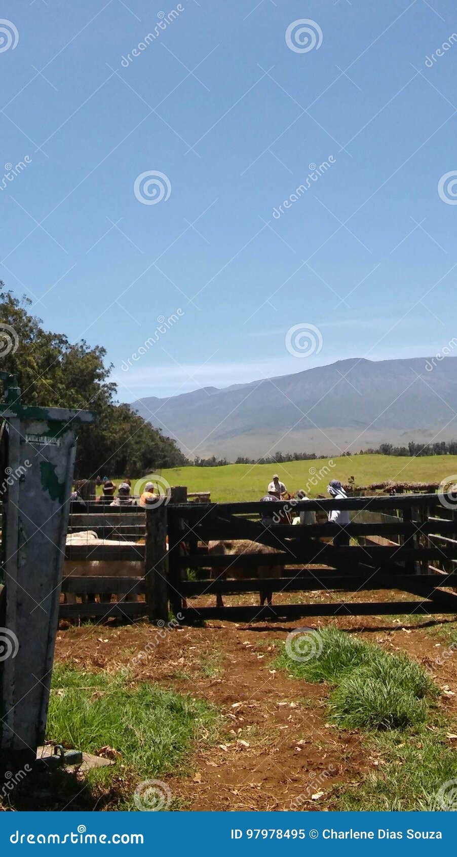 Ranch life stock image. Image of island, ranch, life - 97978495